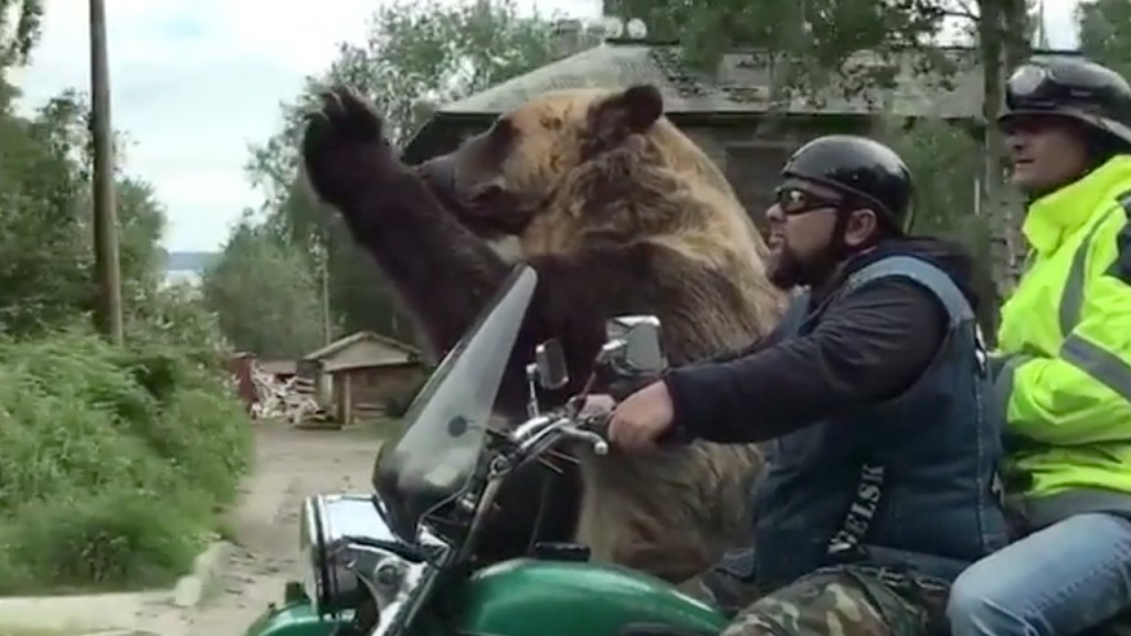 Bear Riding On A Motorcycle Sidecar In Russia