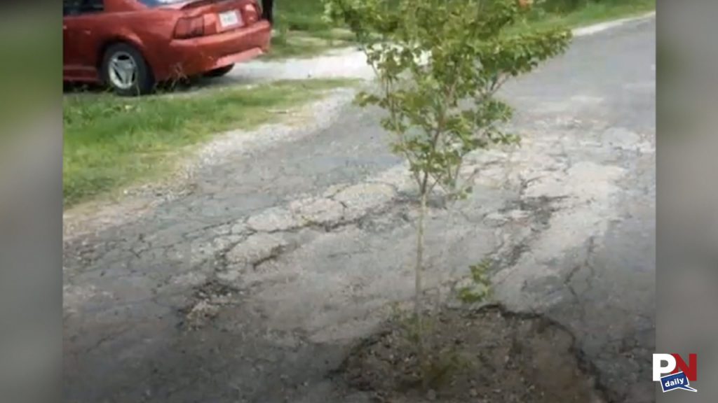 People Are Planting Trees In Potholes To Prove A Point