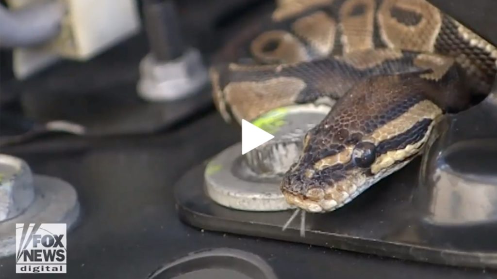 Man Loses It After Finding Snake On His Engine