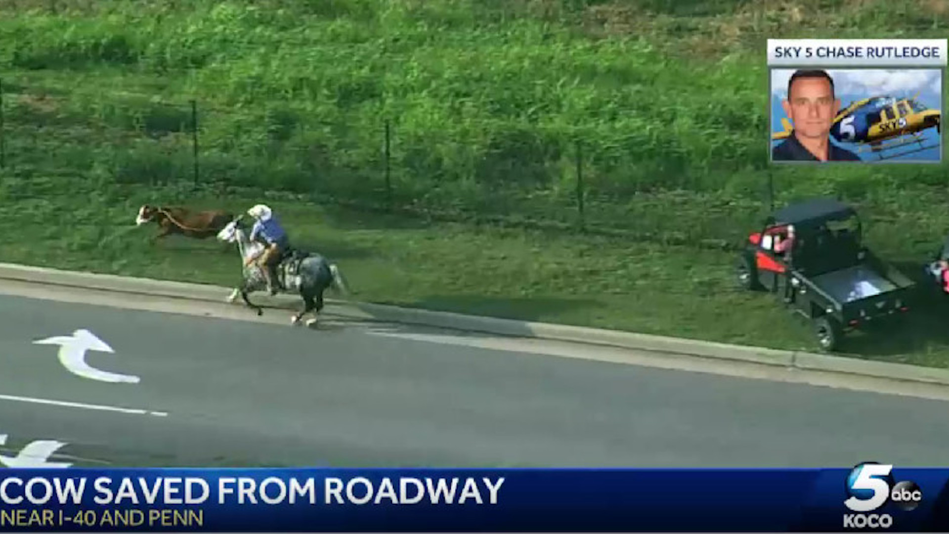 Watch Cowboys Wrangle a Runaway Cow on a Busy Highway