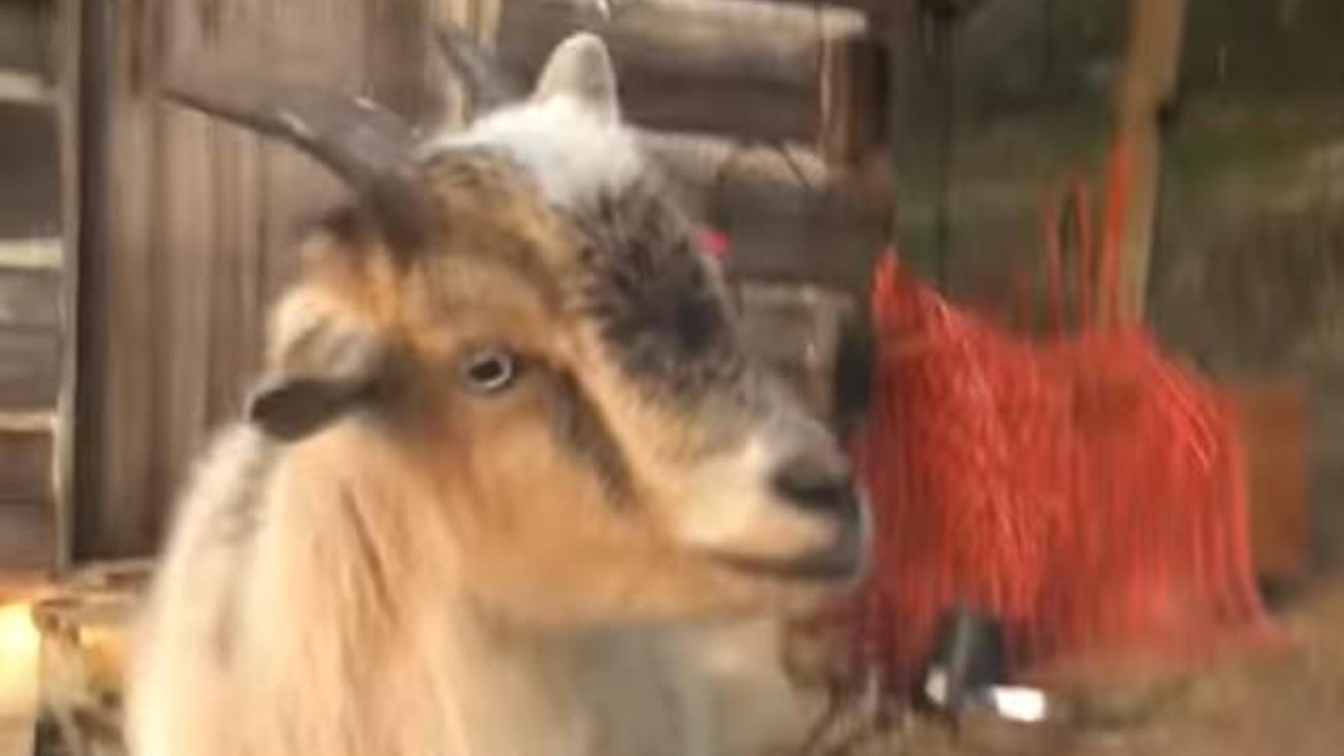 A Pair of Goats Broke into a Police Officer’s Car and Ate His Paperwork