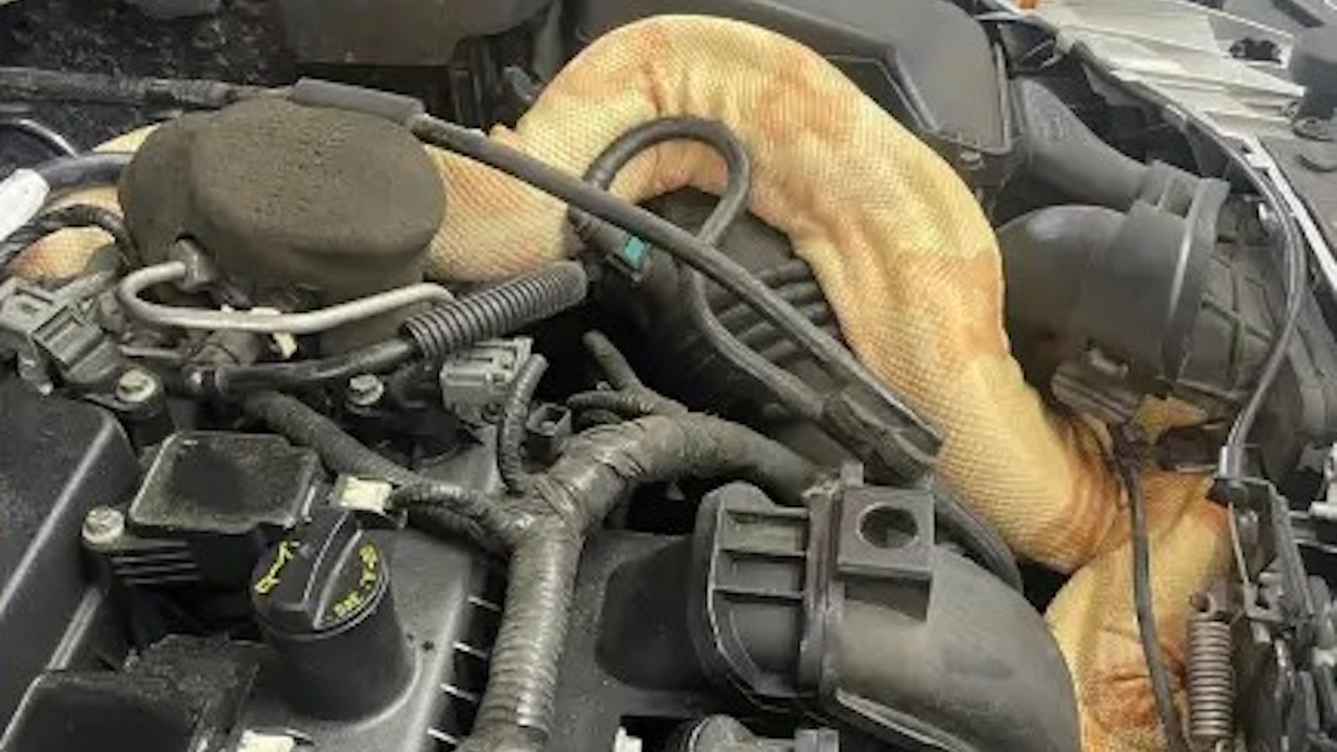 Mechanics Find an 8-Foot Boa Constrictor Inside The Hood of a Customer’s Ford Focus